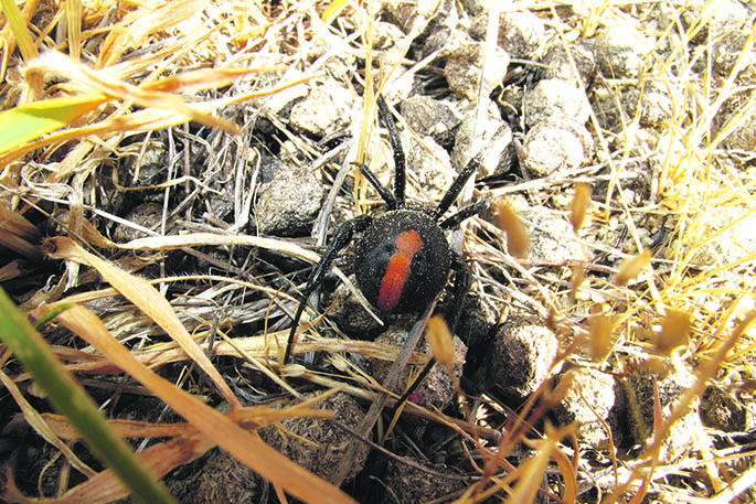 SunLive - Rabbits and redbacks threaten beetles - The Bay's News First