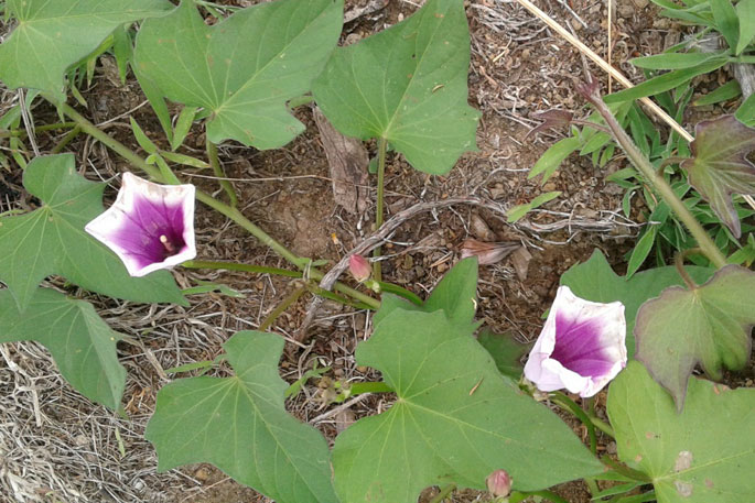 The Weekend Sun | The great kumara conundrum