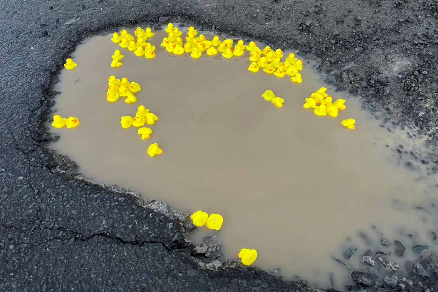 SunLive - Ducking out of potholes - The Bay's News First