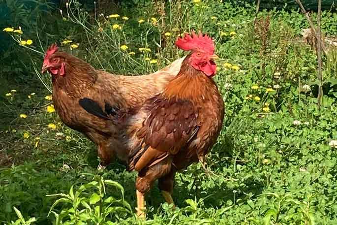 The Weekend Sun | Rogue rooster finds love and happiness